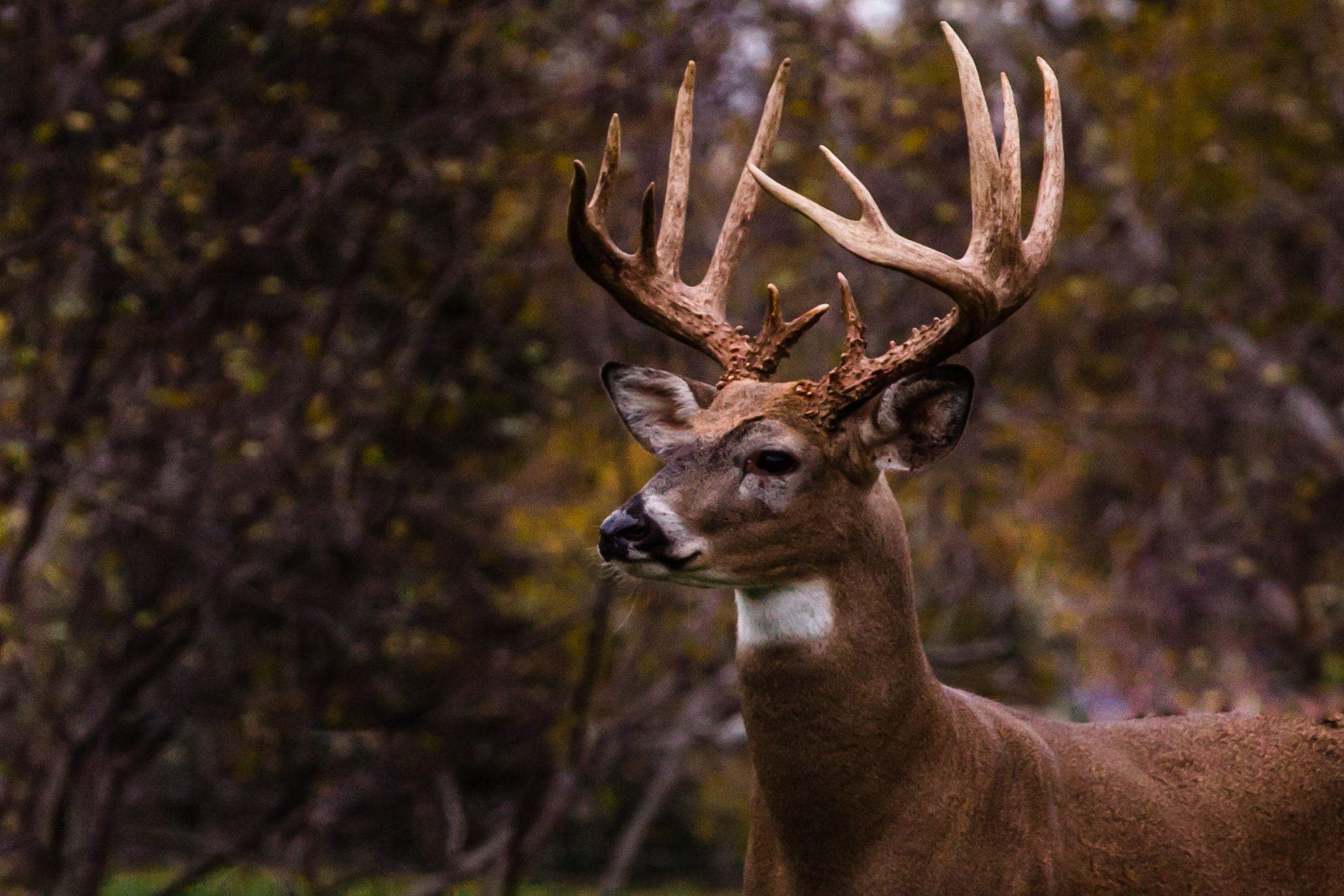 Long Lake Outfitters - Wisconsin Whitetail Hunting Ranch